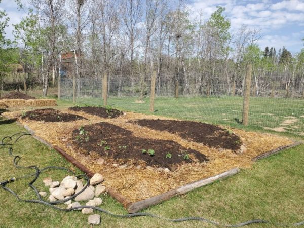 My First Vegetable Garden