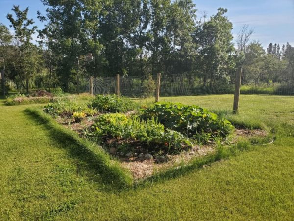 My First Vegetable Garden