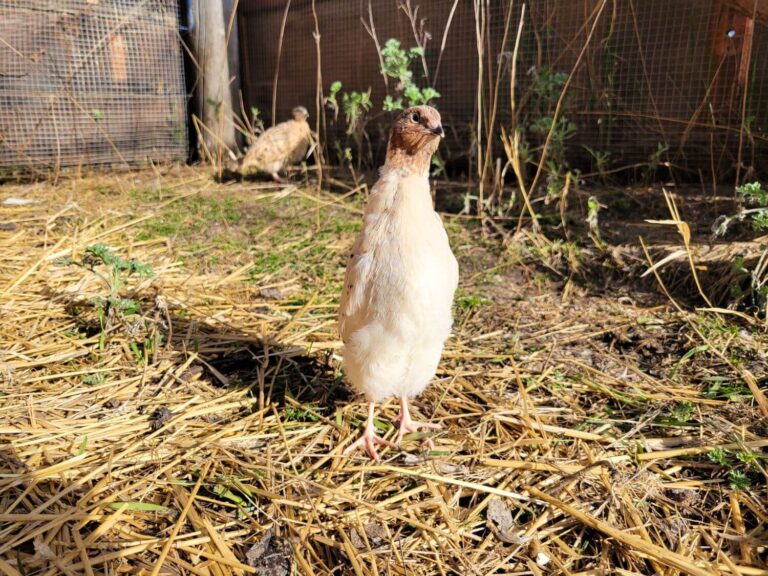 Everything You Need to Know About Raising Quail