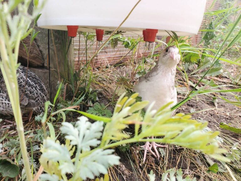 Everything You Need to Know About Raising Quail